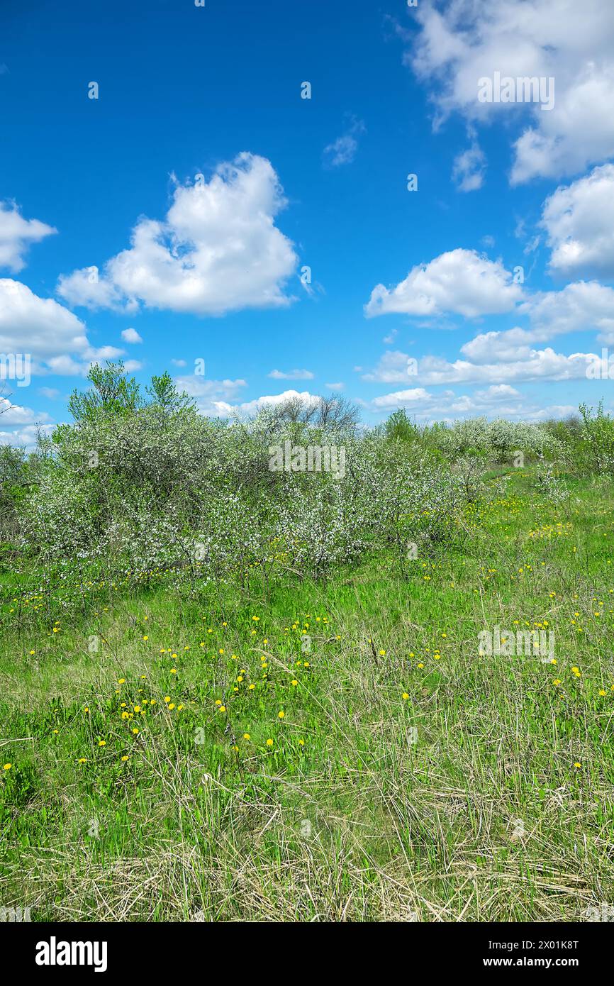 Steppe wild frutescent cherry (Prunus chamaecerasus, Cerasus fruticosa ...