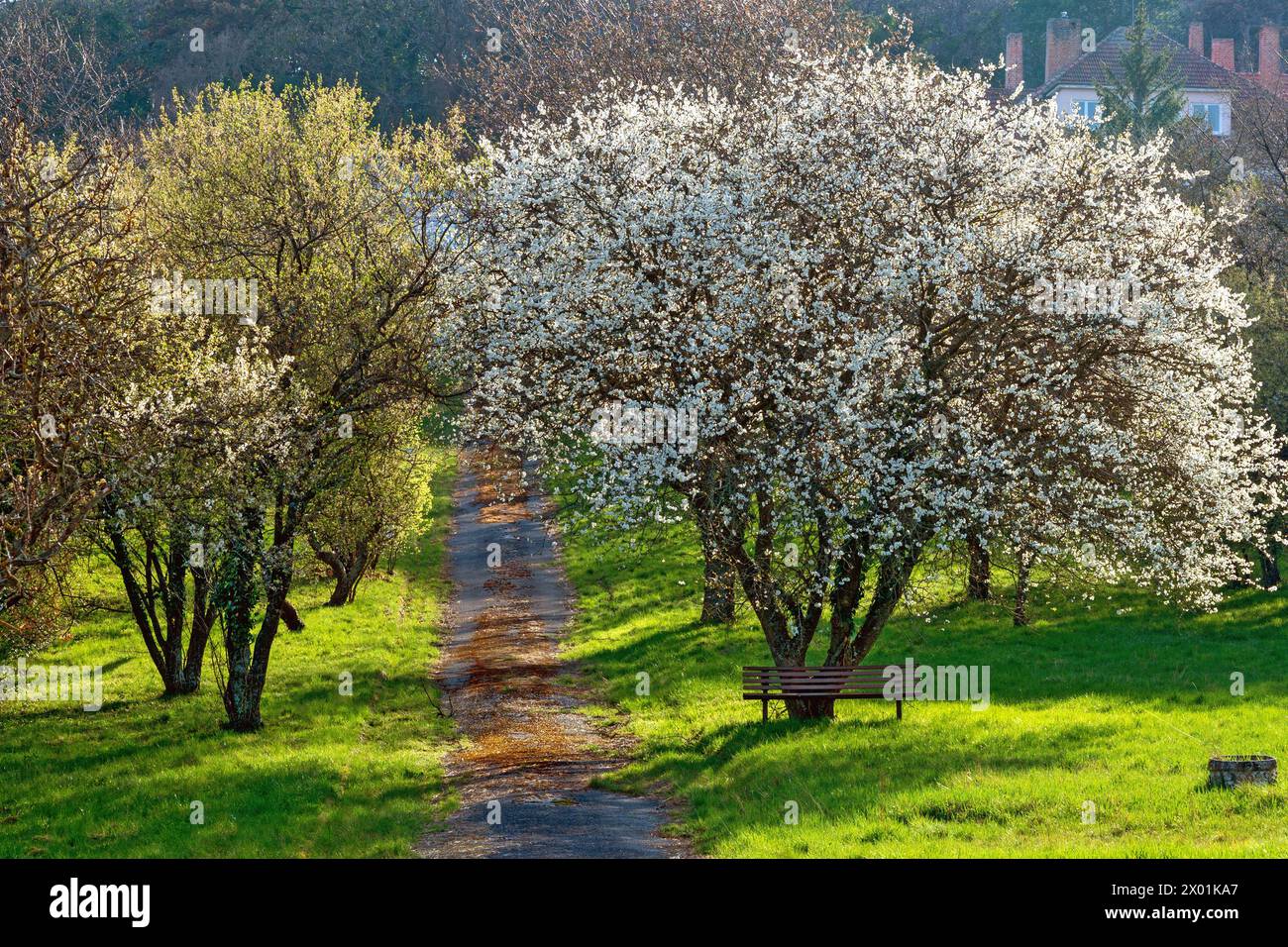 path leading through a garden with flourishing trees at sunshine in ...
