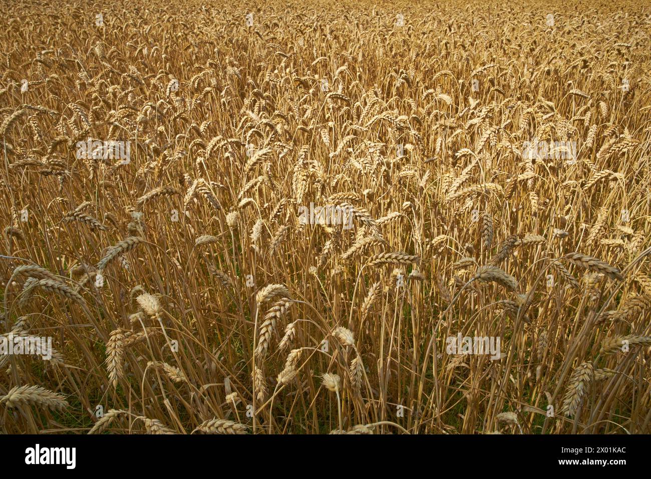 Green wheat plant field zoom hi-res stock photography and images - Alamy