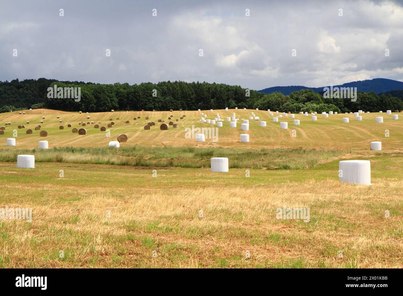 czech corn field in the end of summer Stock Photo - Alamy