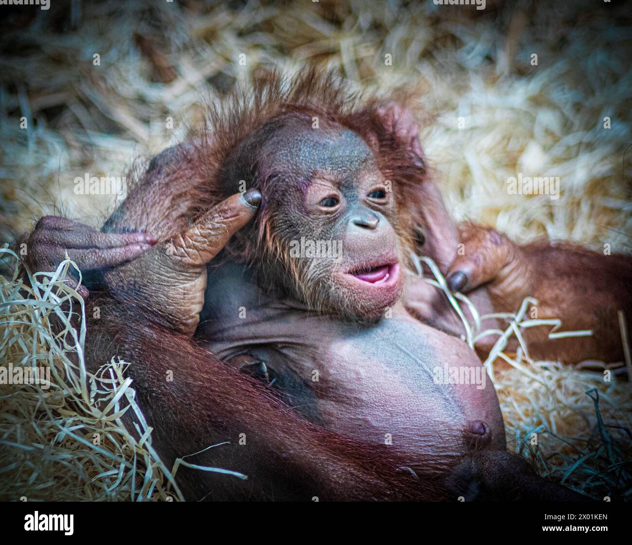 An endangered baby Bornean orangutan enjoys playtime BLACKPOOL ZOO ...