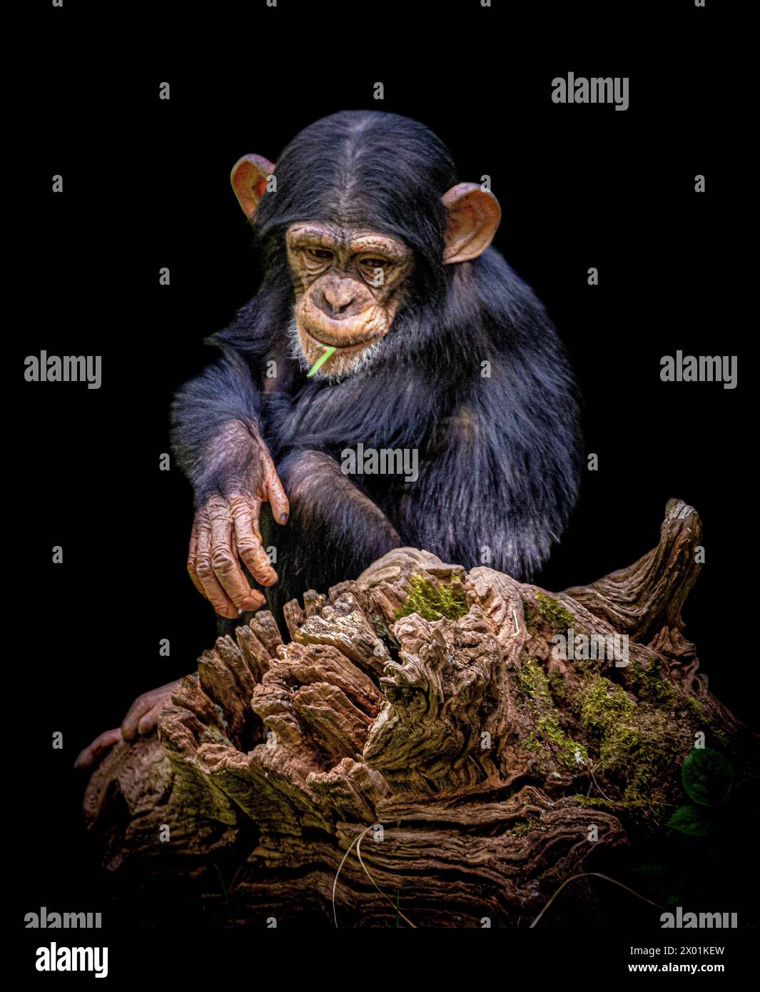 A baby chimpanzee has a rest CHESTER ZOO, ENGLAND THE CUTEST British ...