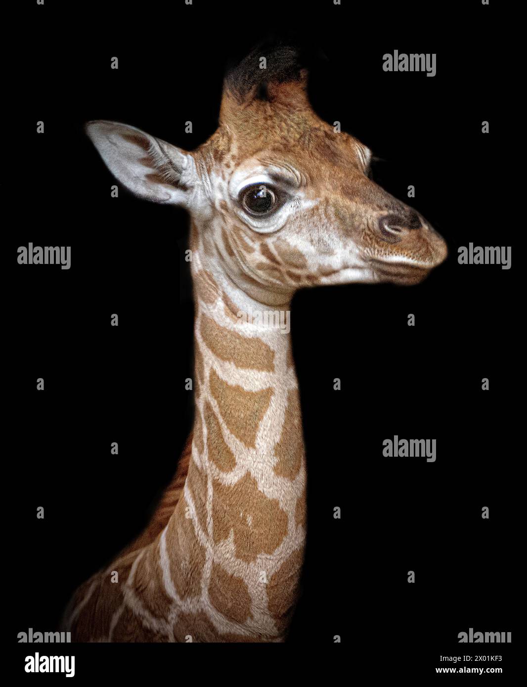 The new Rothschild giraffe baby is named Edie CHESTER ZOO, ENGLAND THE ...