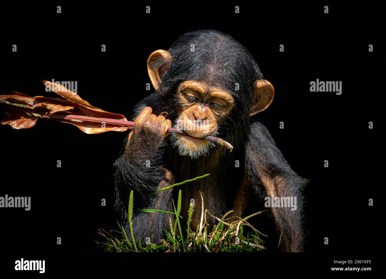 The baby chimp enjoys a snack CHESTER ZOO, ENGLAND THE CUTEST British ...