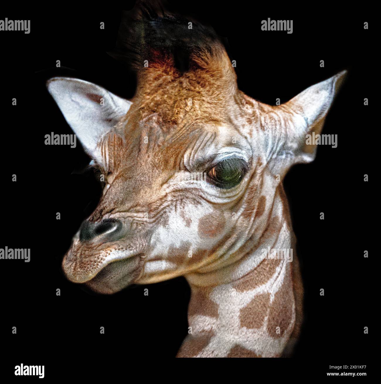 The new Rothschild giraffe baby poses for the camera CHESTER ZOO ...