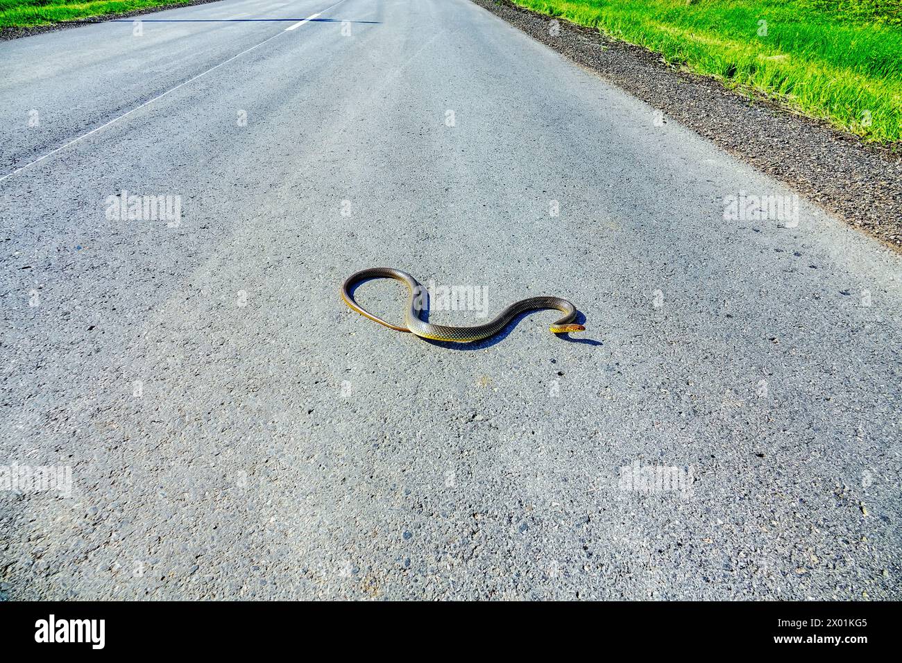 Devils spawn hi-res stock photography and images - Alamy