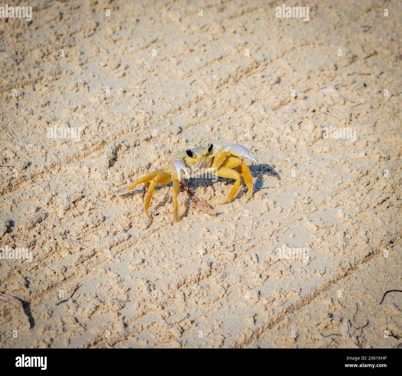 Close up shot of the small crab on the sand Stock Photo - Alamy
