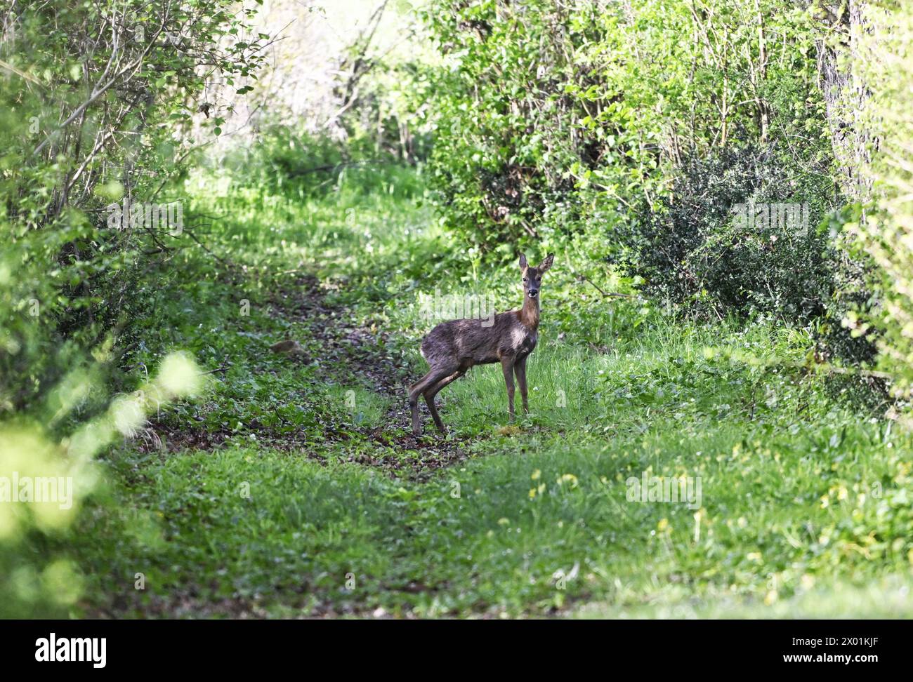 France. 09th Apr, 2024. The European roe deer, also known as the ...