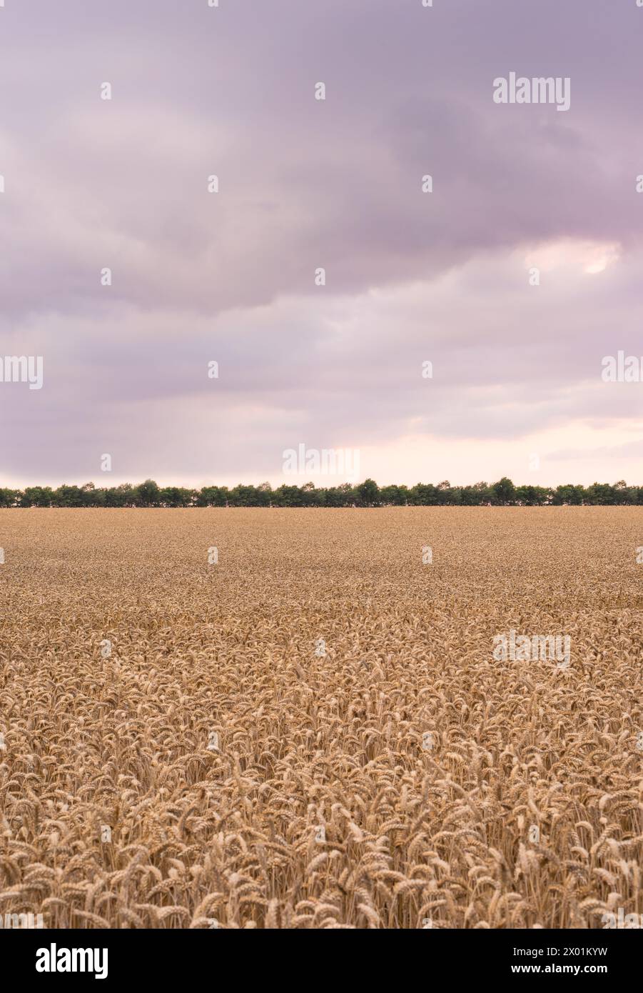 Wheat field, closeup and growth in nature for production, agriculture ...
