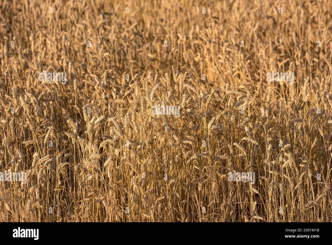 Green wheat plant field zoom hi-res stock photography and images - Alamy