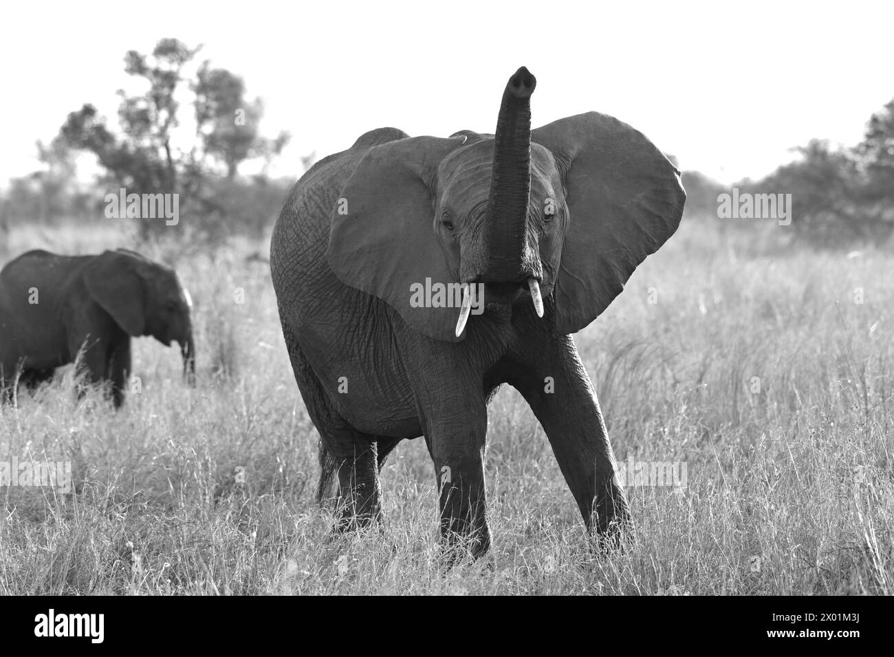 Adult elephant protecting their young Stock Photo - Alamy