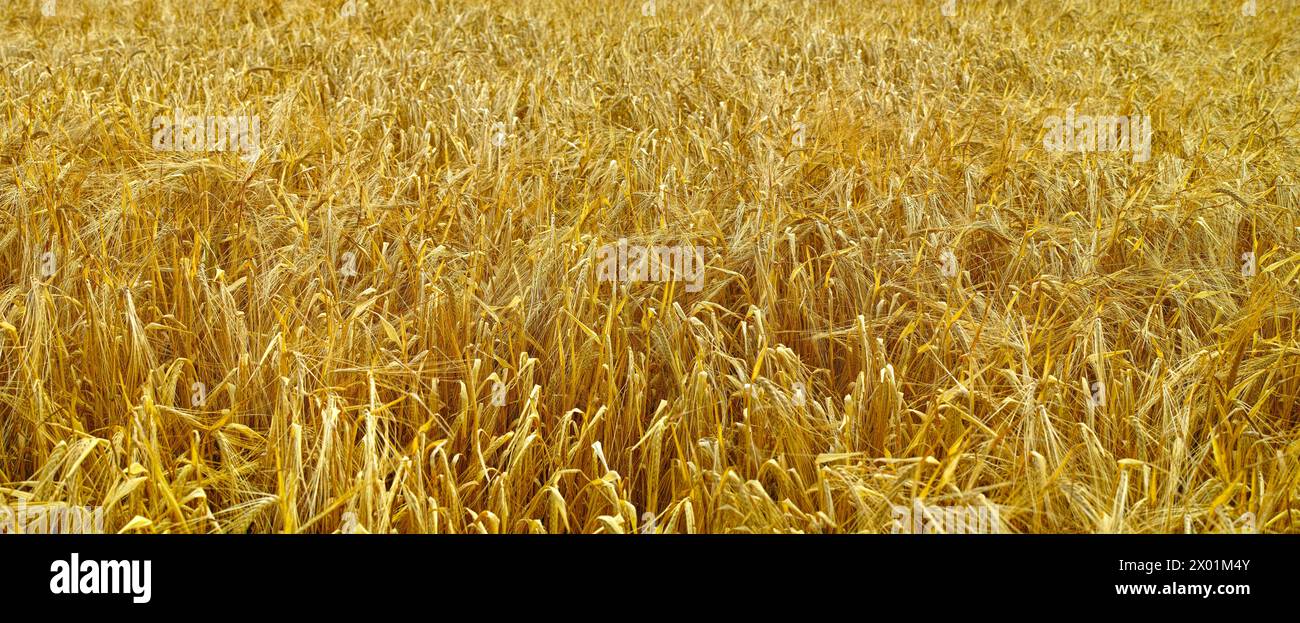 Wheat field, landscape and farm with nature in countryside ...
