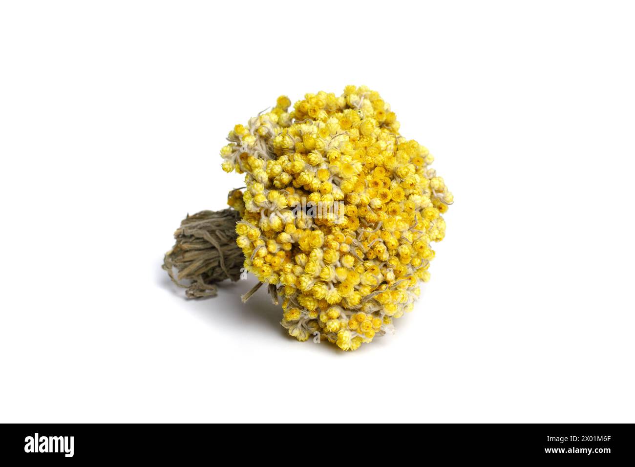 Helichrysum flowers on white background Cut Out Stock Images & Pictures ...