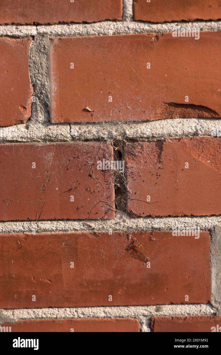 Red, brick and closeup of cement for wall texture, concrete pattern and ...