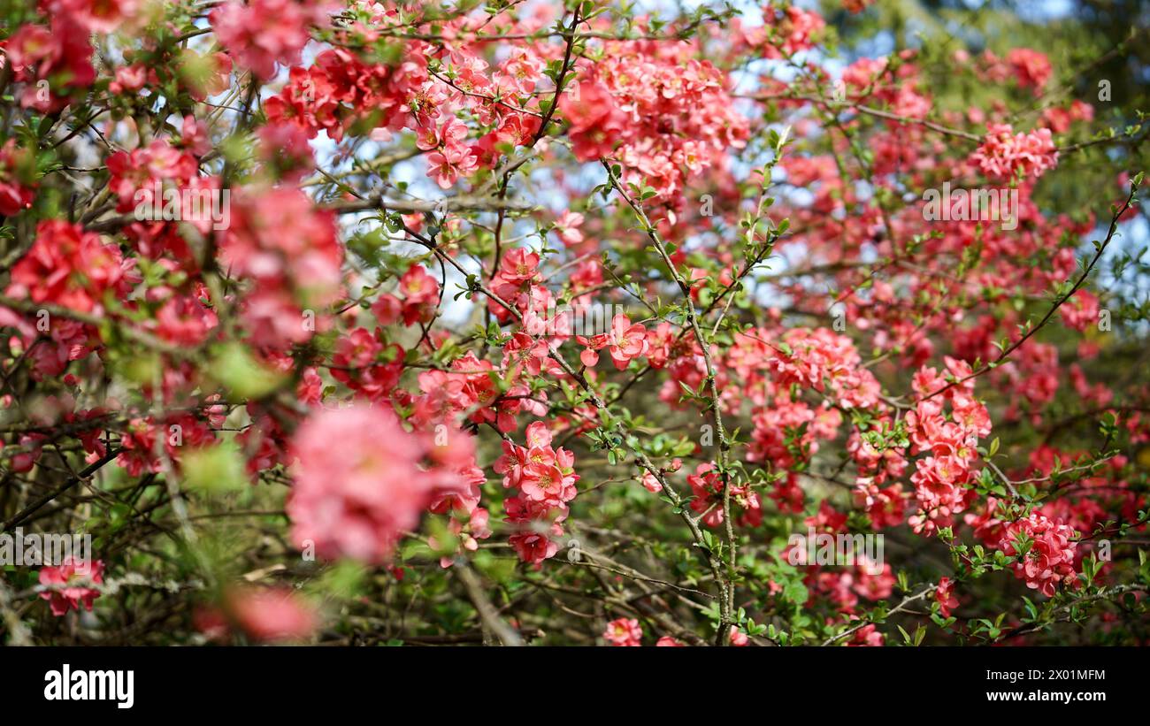 Blooming quince hi-res stock photography and images - Alamy