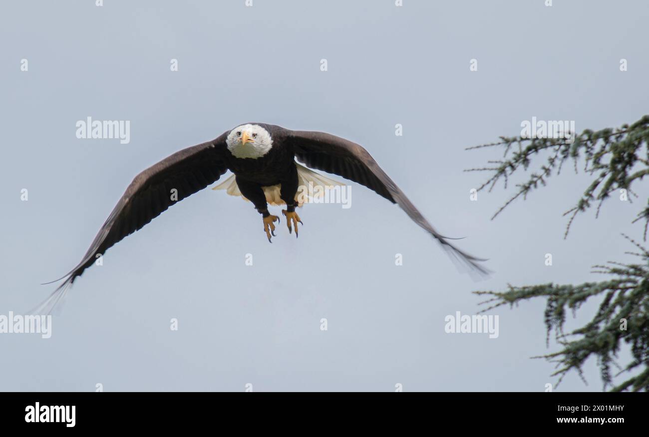 Wild Bald eagle in flight on the hunt Stock Photo - Alamy