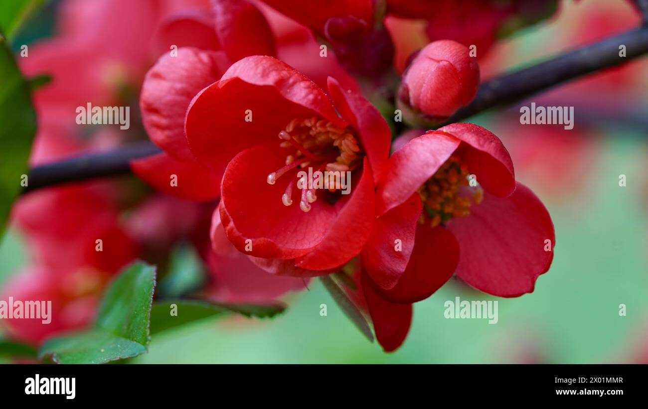 False blossoms hi-res stock photography and images - Alamy