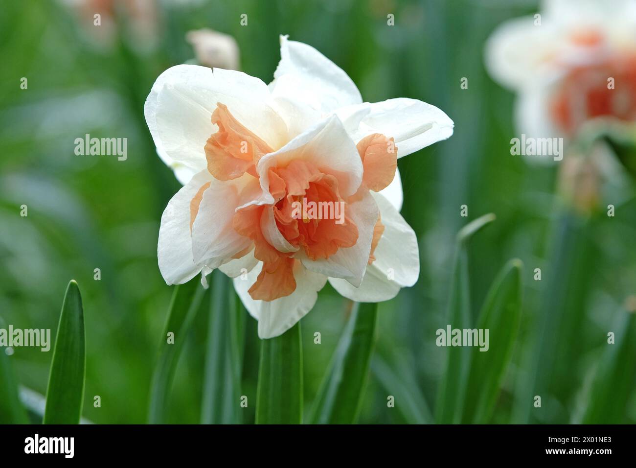 Cream and orange double Narcissus daffodil, ‘Replete’ in flower Stock ...