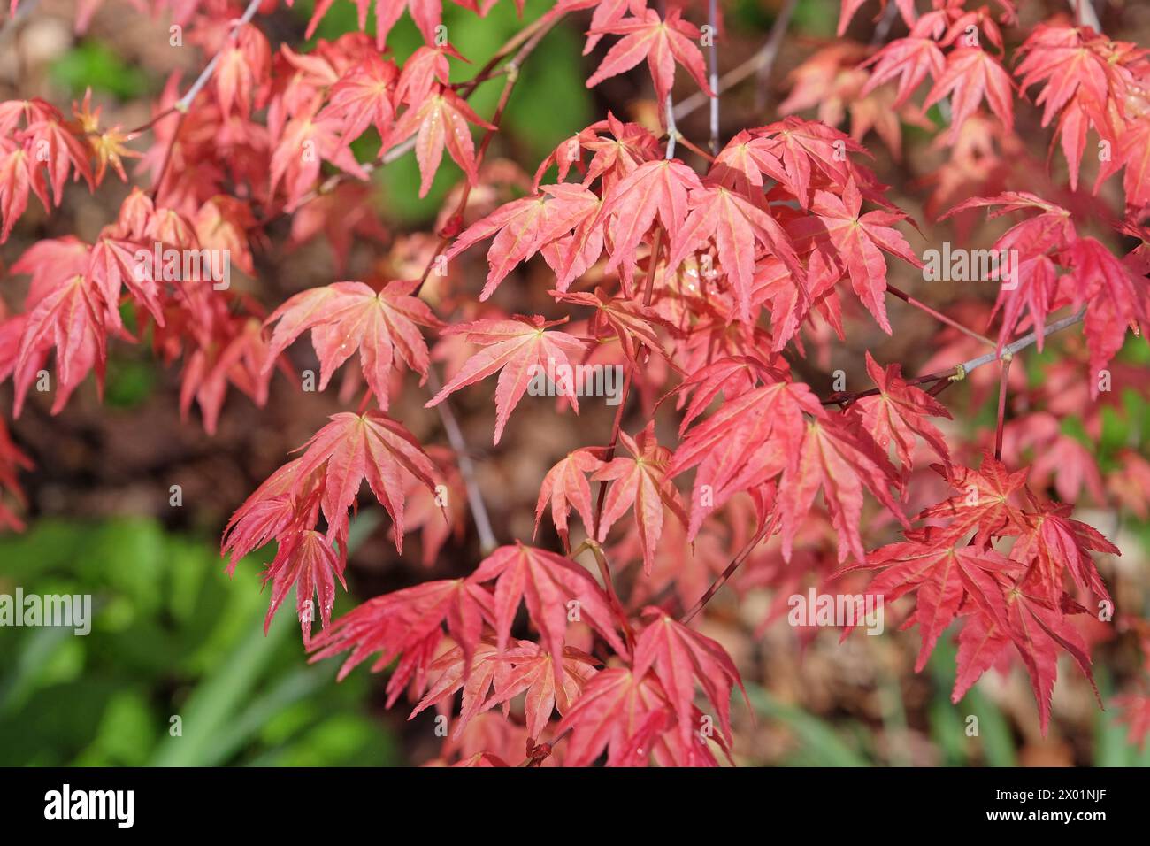 The red leaves of the small Japanese maple Acer palmatum 'Shin deshojo ...