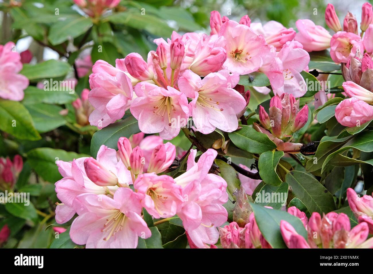 Pink evergreen Rhododendron ‘Percy Wiseman’ in flower Stock Photo - Alamy