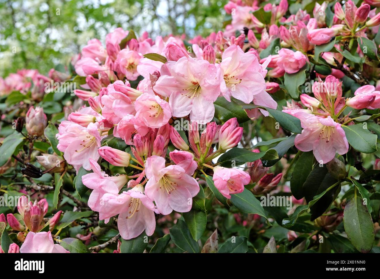 Pink evergreen Rhododendron ‘Percy Wiseman’ in flower Stock Photo - Alamy