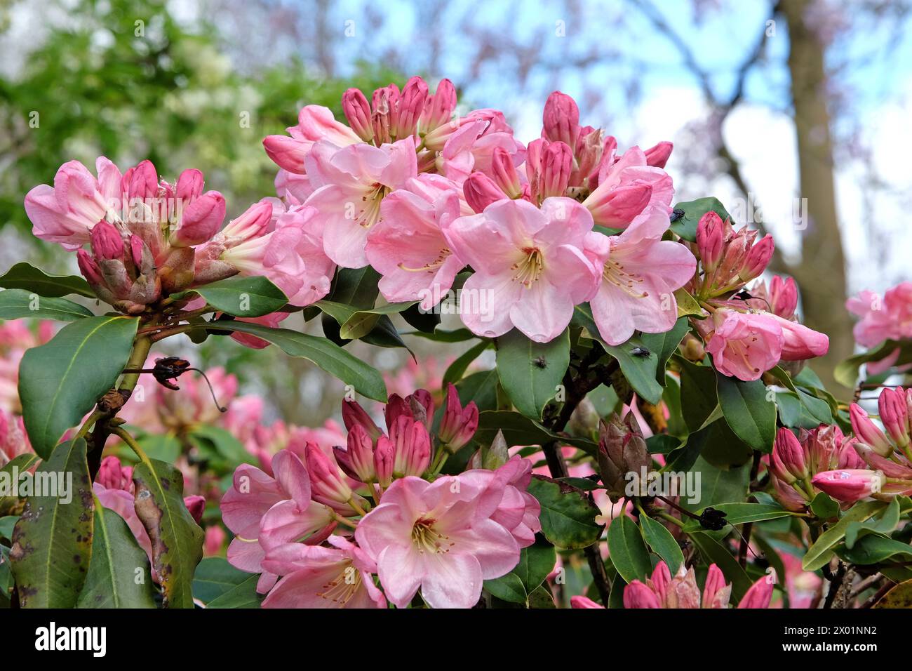 Pink evergreen Rhododendron ‘Percy Wiseman’ in flower Stock Photo - Alamy