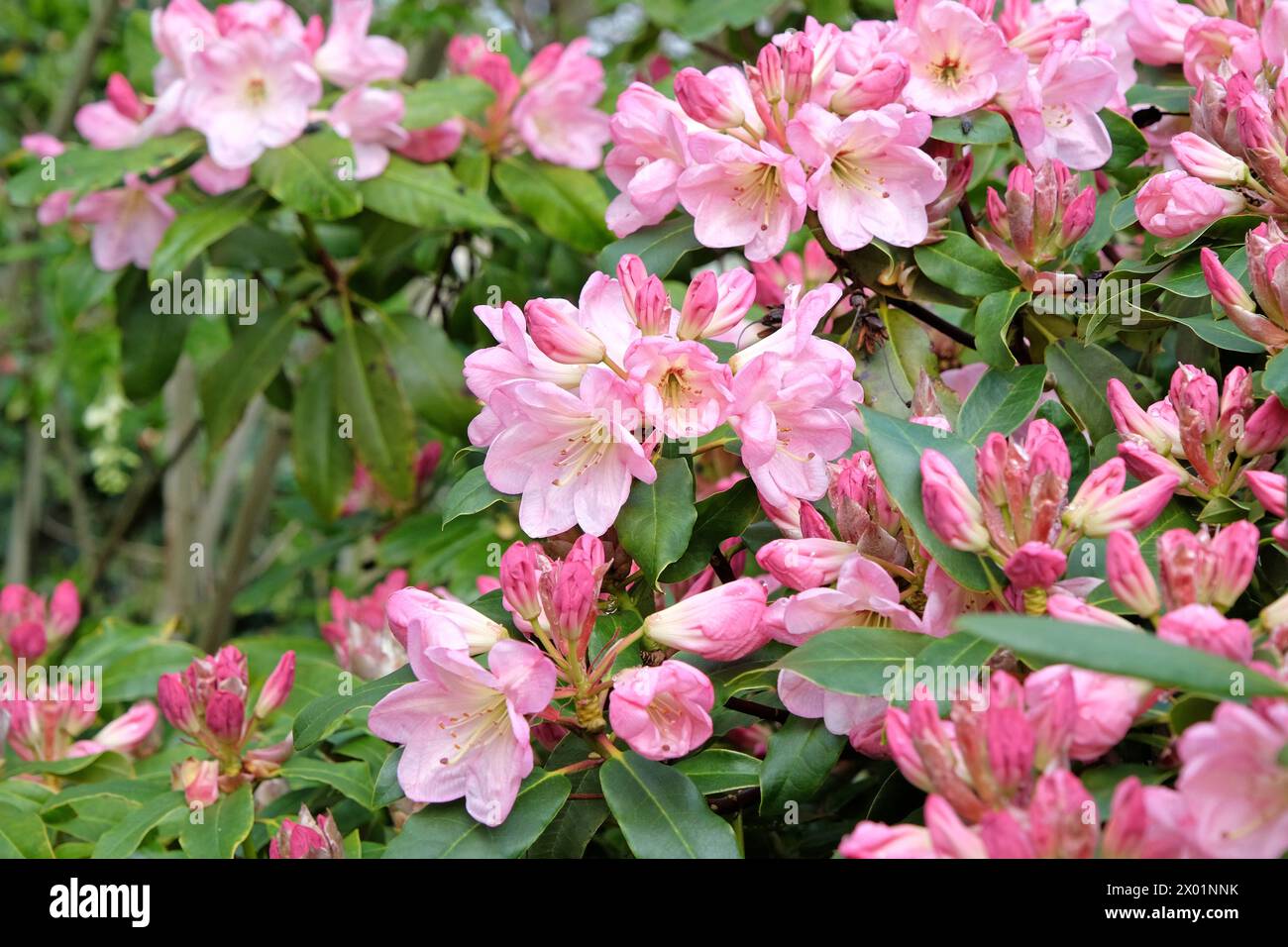 Pink evergreen Rhododendron ‘Percy Wiseman’ in flower Stock Photo - Alamy