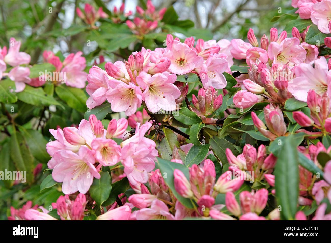 Pink evergreen Rhododendron ‘Percy Wiseman’ in flower Stock Photo - Alamy