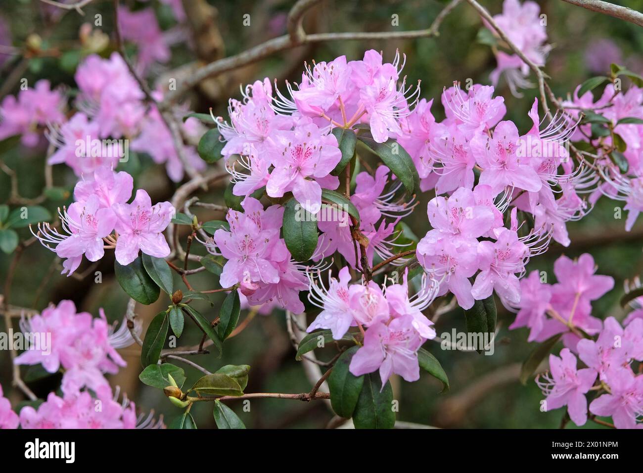 Purple Rhododendron davidsonianum Bodnant form in flower Stock Photo ...