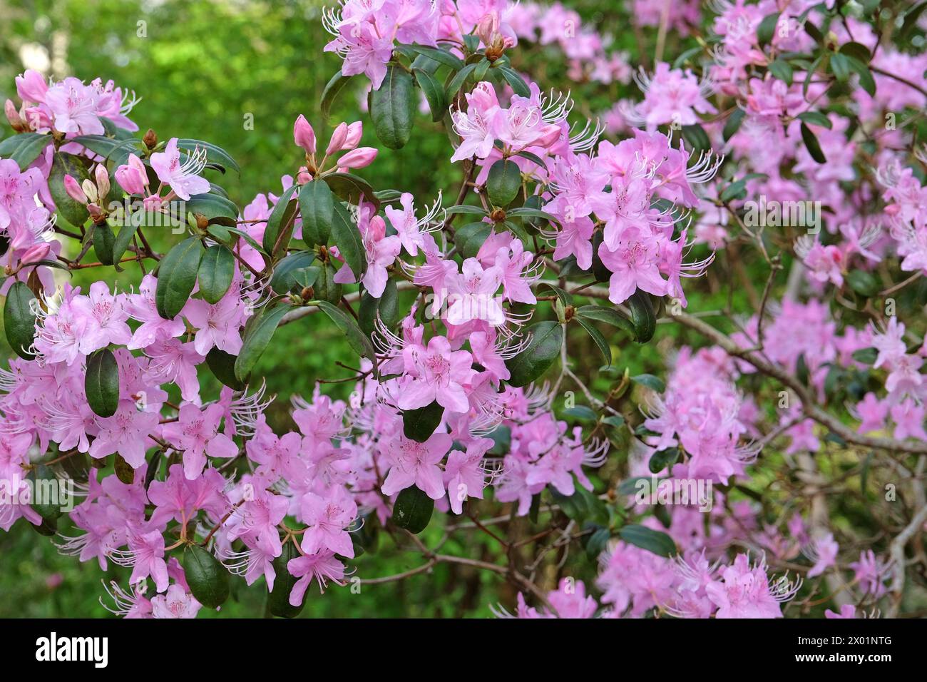 Purple Rhododendron davidsonianum Bodnant form in flower Stock Photo ...
