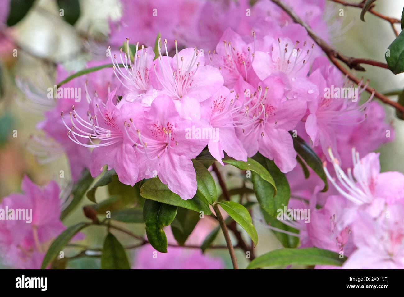 Purple Rhododendron davidsonianum Bodnant form in flower Stock Photo ...