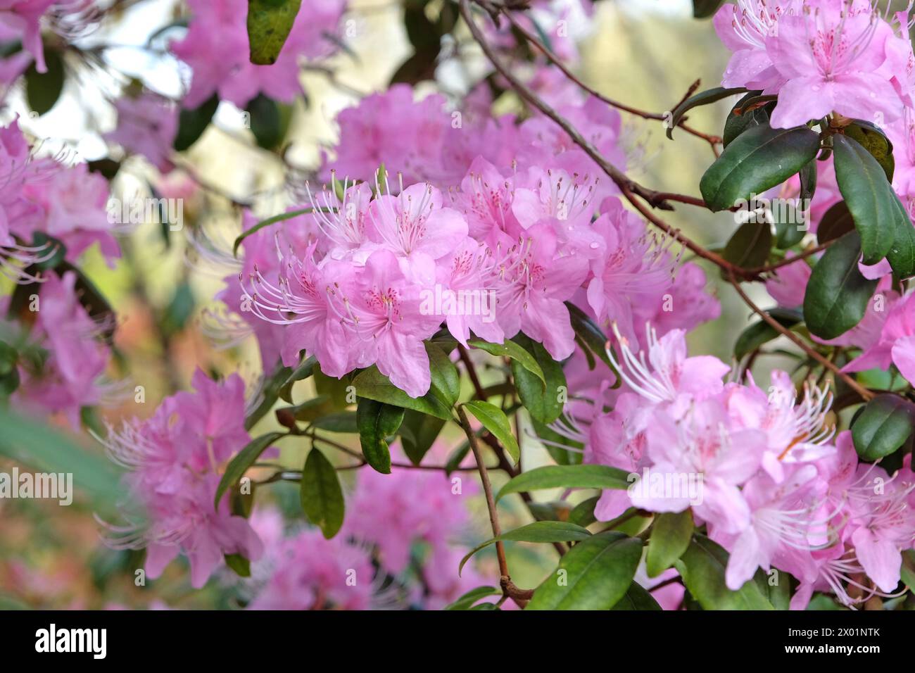 Purple Rhododendron davidsonianum Bodnant form in flower Stock Photo ...