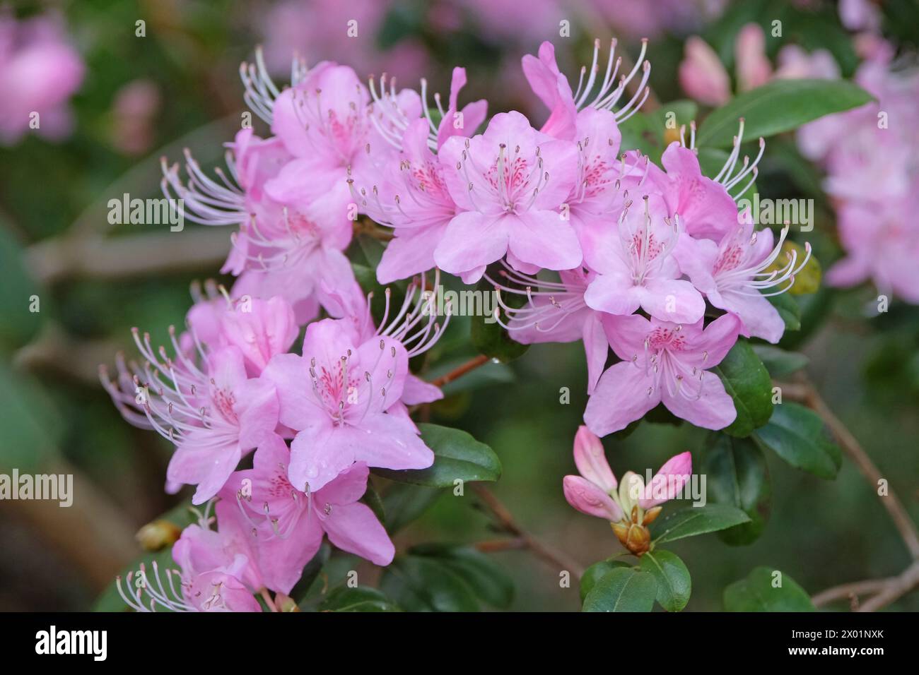 Purple Rhododendron davidsonianum Bodnant form in flower Stock Photo ...