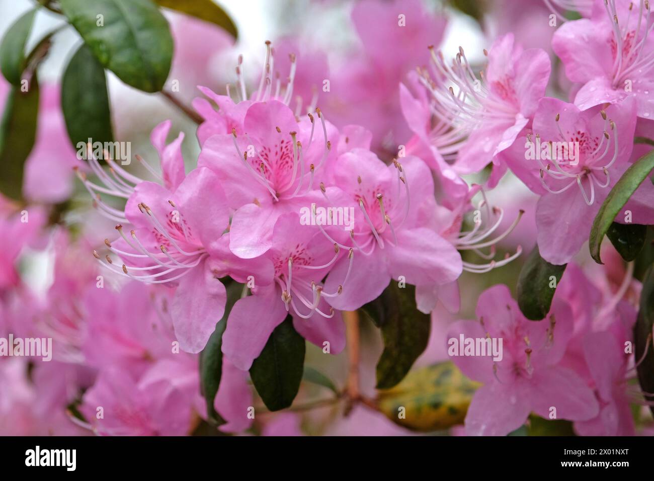Purple Rhododendron davidsonianum Bodnant form in flower Stock Photo ...