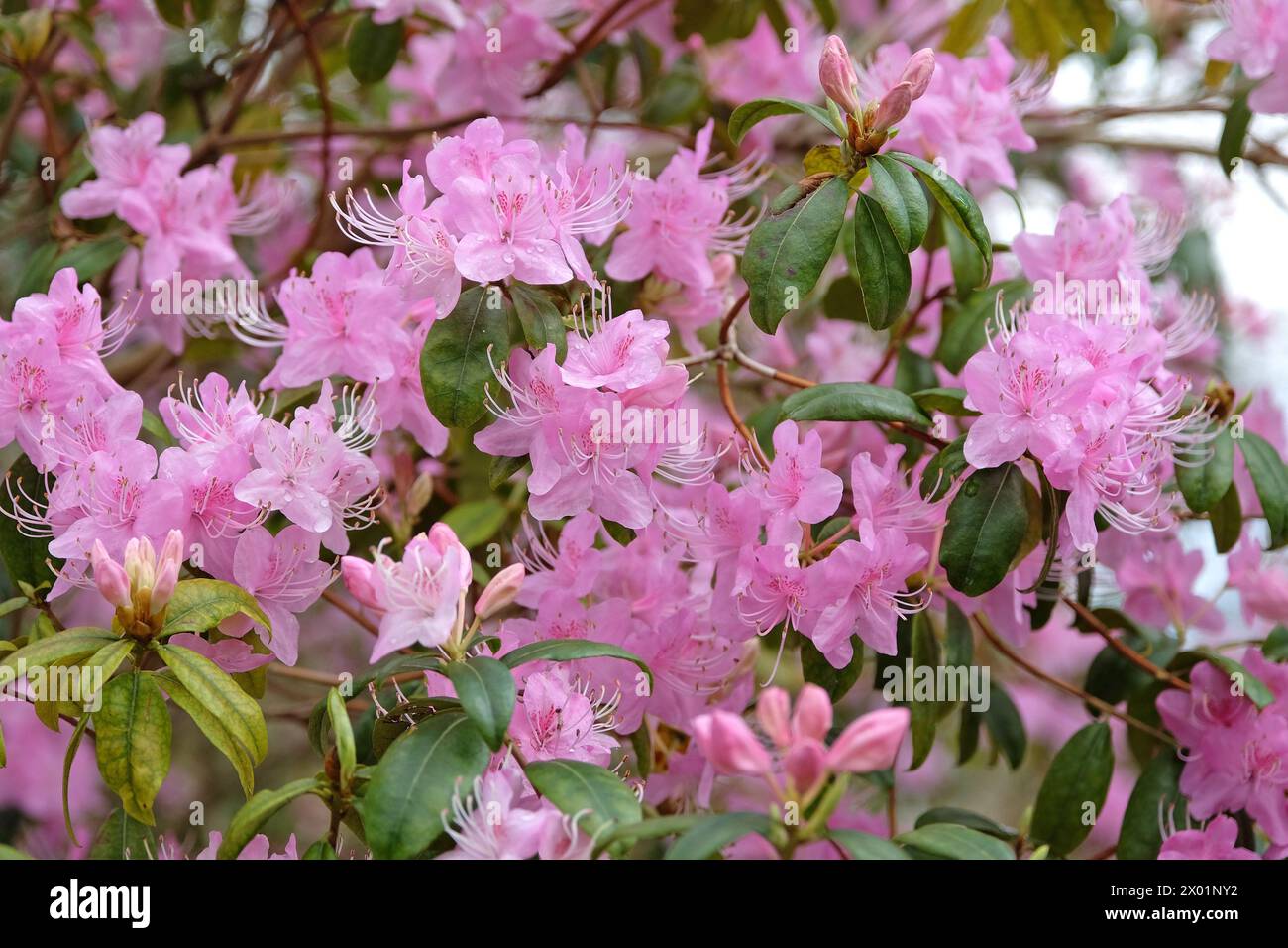 Purple Rhododendron davidsonianum Bodnant form in flower Stock Photo ...