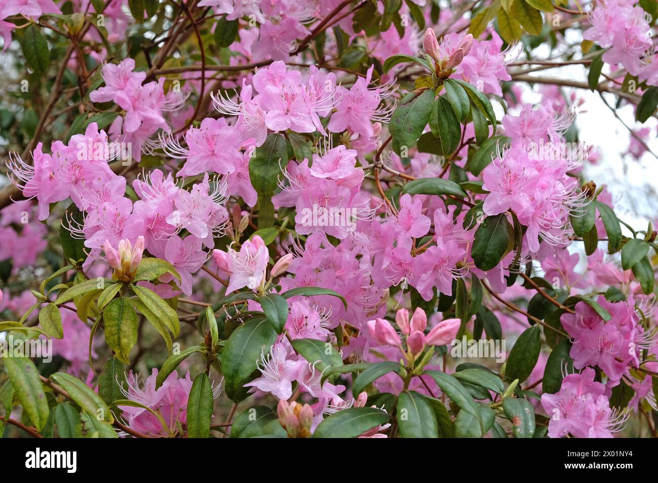 Purple Rhododendron davidsonianum Bodnant form in flower Stock Photo ...