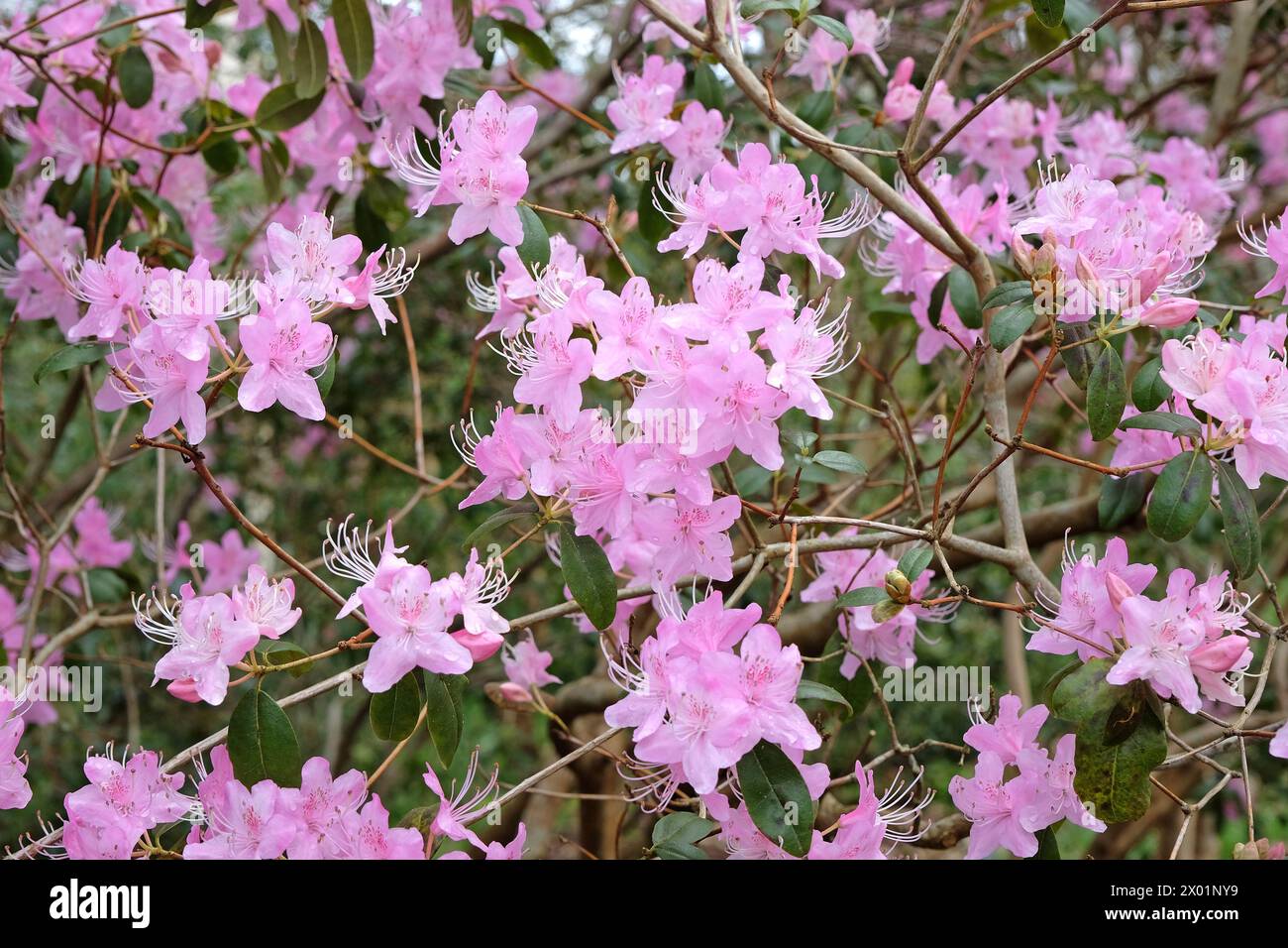 Purple Rhododendron davidsonianum Bodnant form in flower Stock Photo ...