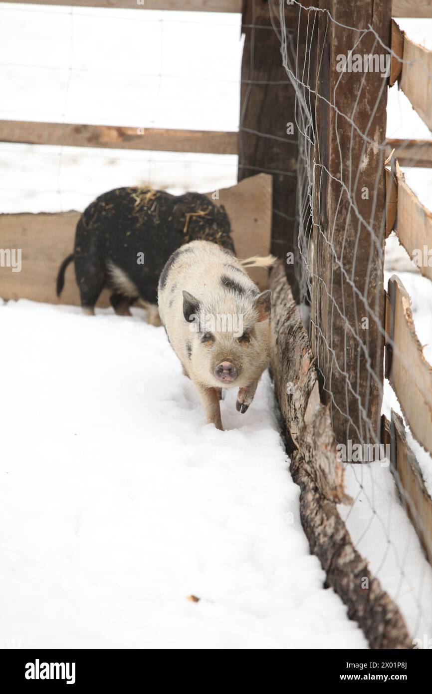 Little pig moving in the snow in winter Stock Photo - Alamy