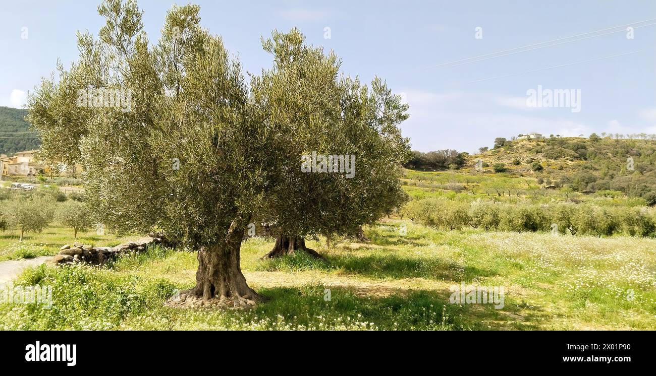 A field of olive trees with a clear blue sky in the background. The ...
