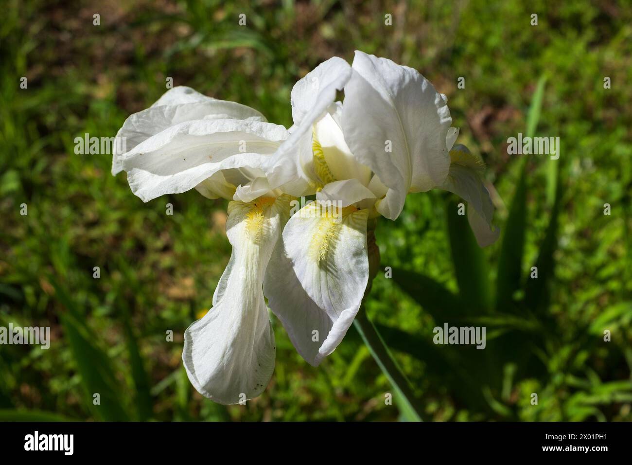 Iris des jardins florentina hi-res stock photography and images - Alamy