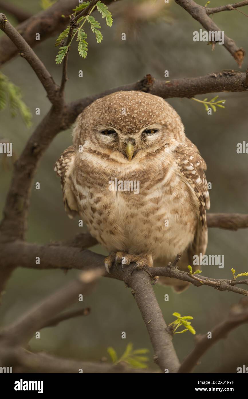 Sleepy Owl INDIA THE MOST adorable Spotted owlets were captured huddled ...