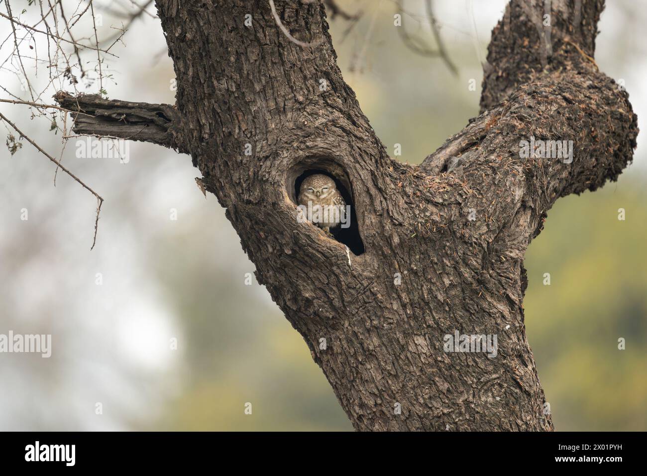 Spotted owlets were seen nesting together in a tree cavity in Keoladeo ...