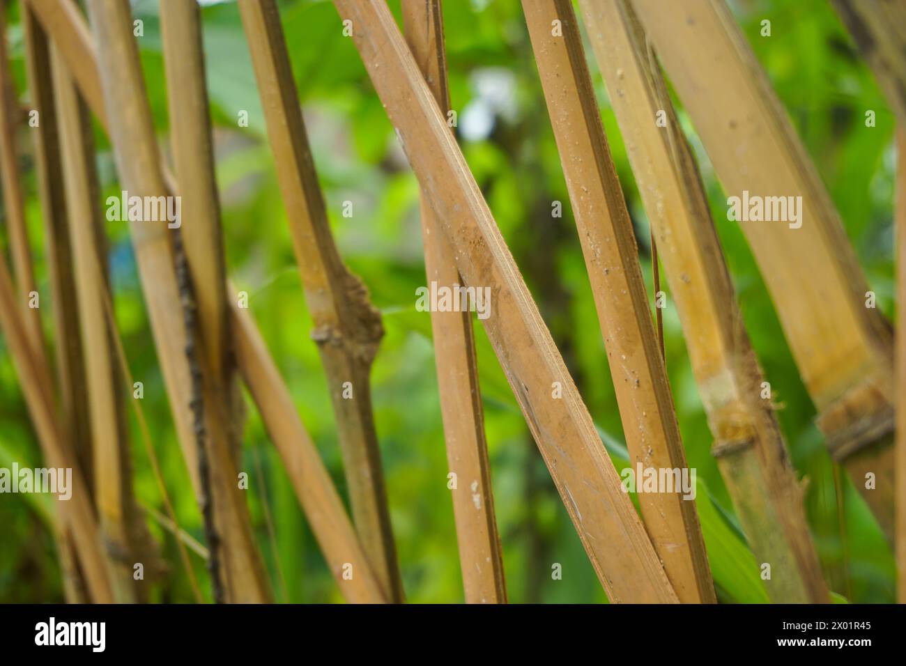 Stock photo with empty space over orange tree, orange field background ...