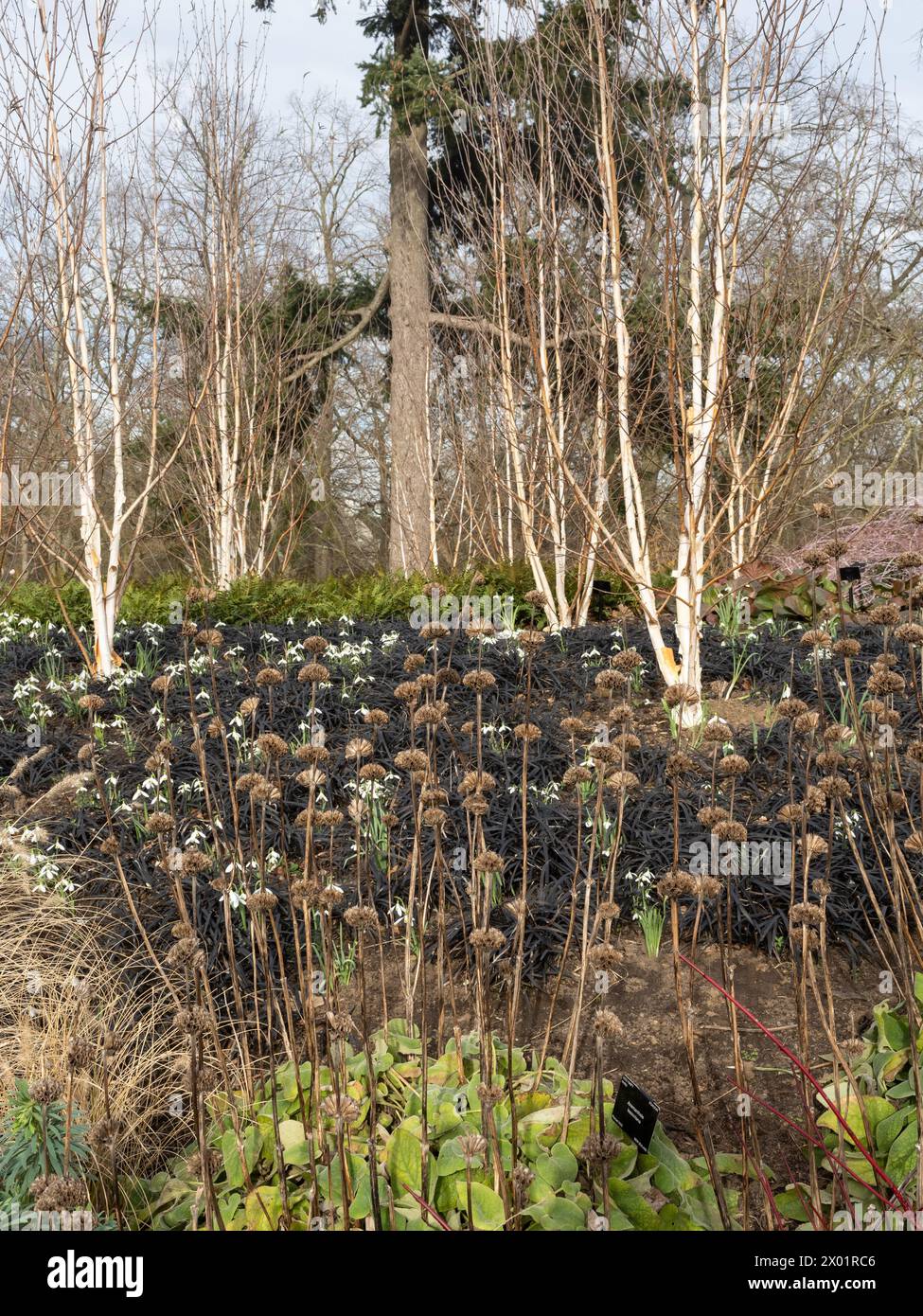Betula utilis Jacquemontii 'Doorenbos' and Ophiopogon planiscapus Stock ...