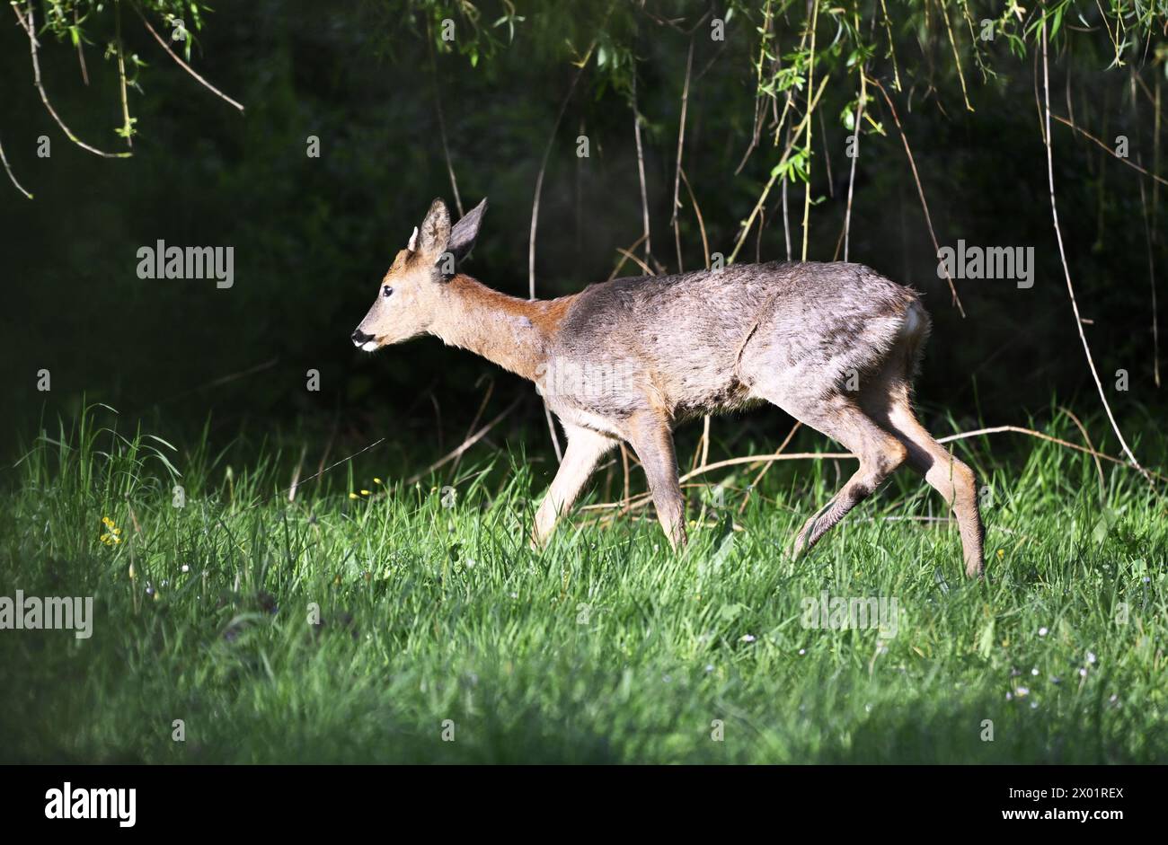 France. 09th Apr, 2024. The European roe deer, also known as the ...