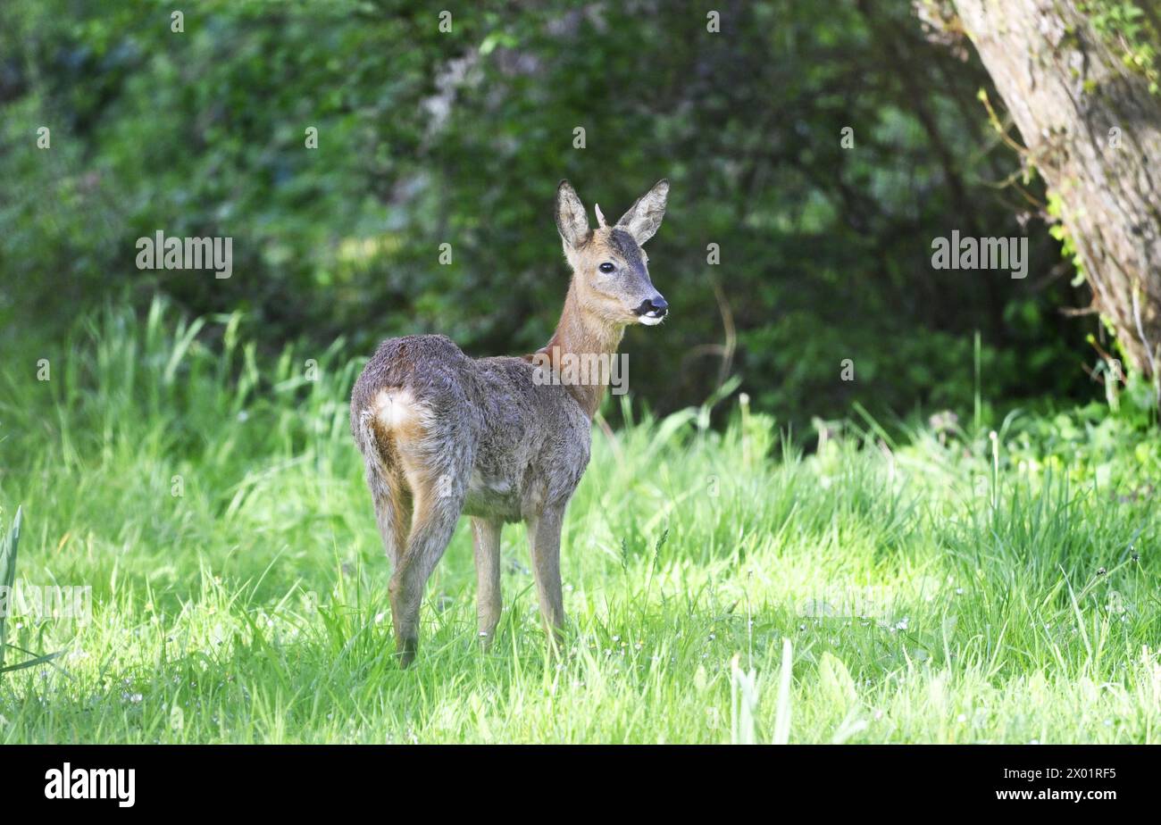 France. 09th Apr, 2024. The European roe deer, also known as the ...