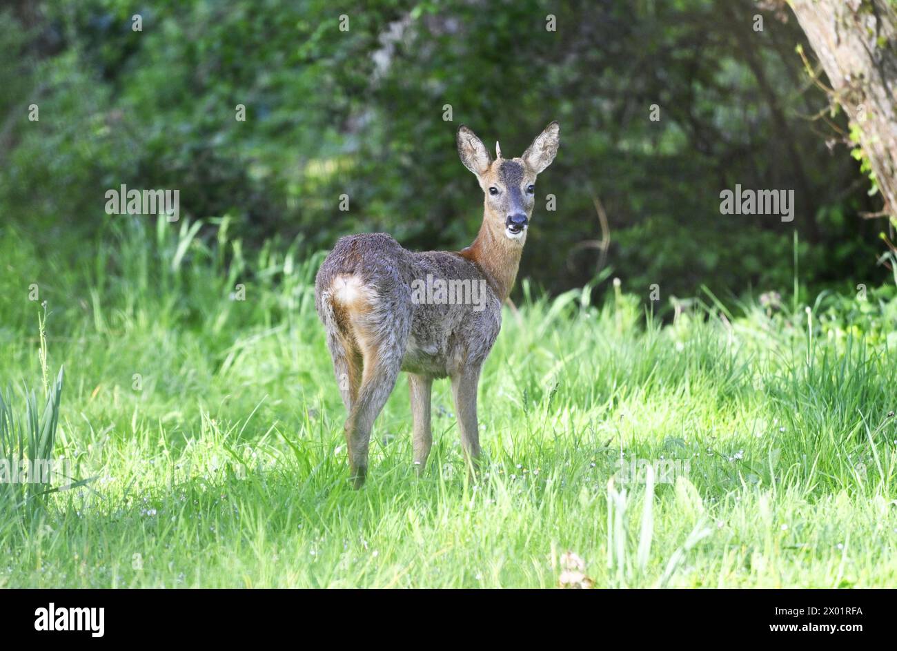 France. 09th Apr, 2024. The European roe deer, also known as the ...