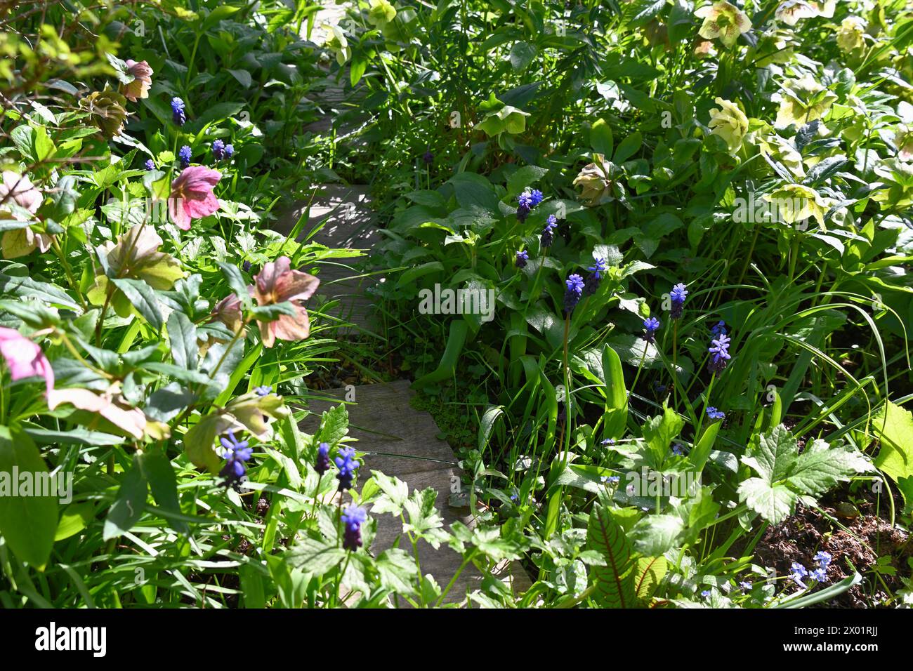 Overgrown garden path through spring garden with hellebores and grape ...