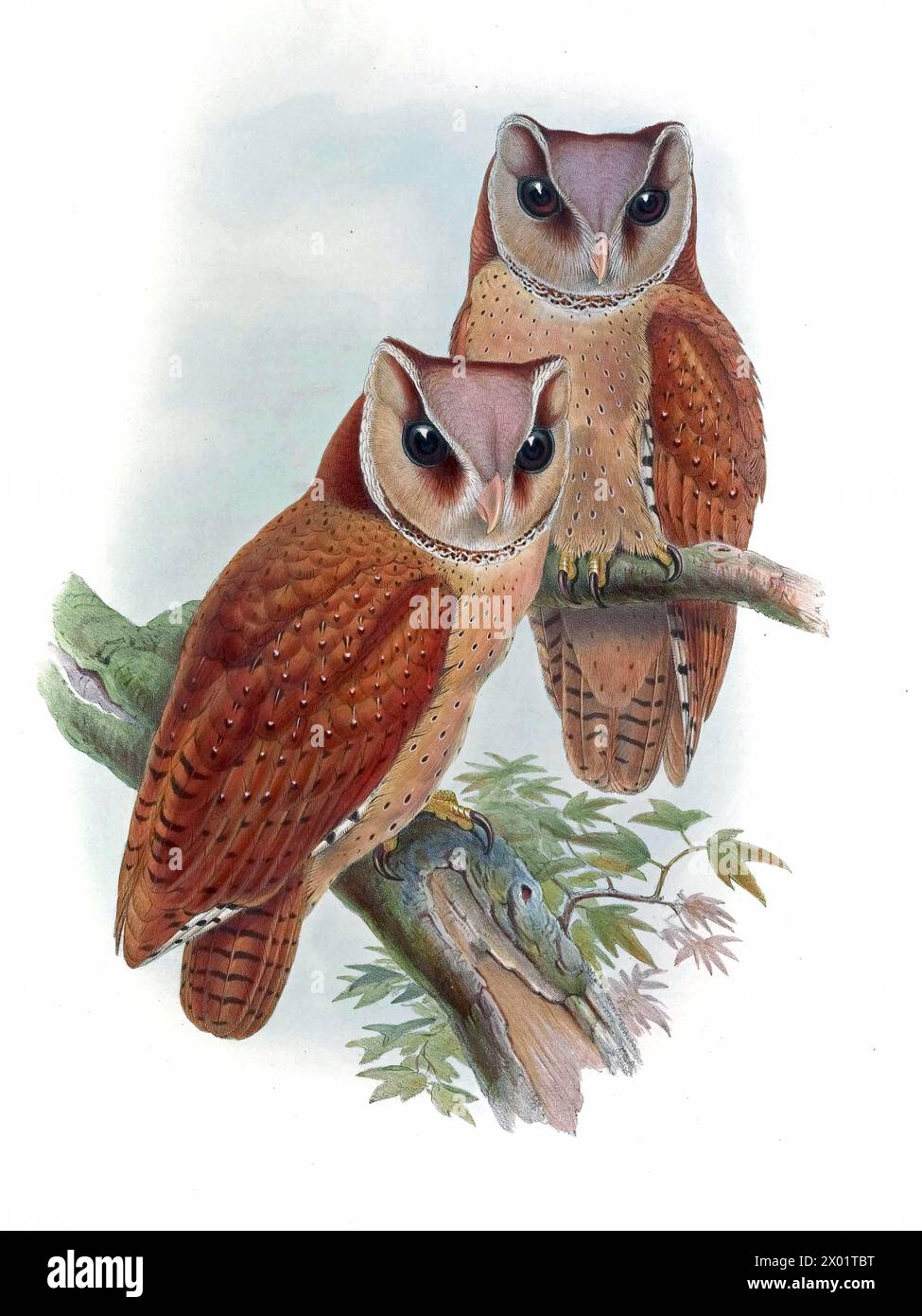 Vintage illustrations of owl species worldwide Stock Photo - Alamy