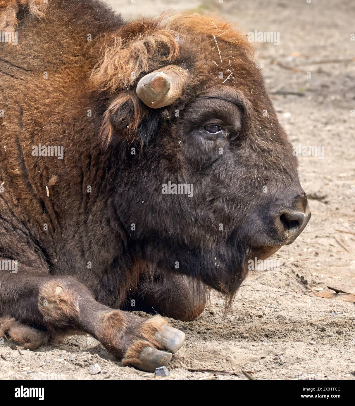 Buffalo head silhouette hi-res stock photography and images - Alamy